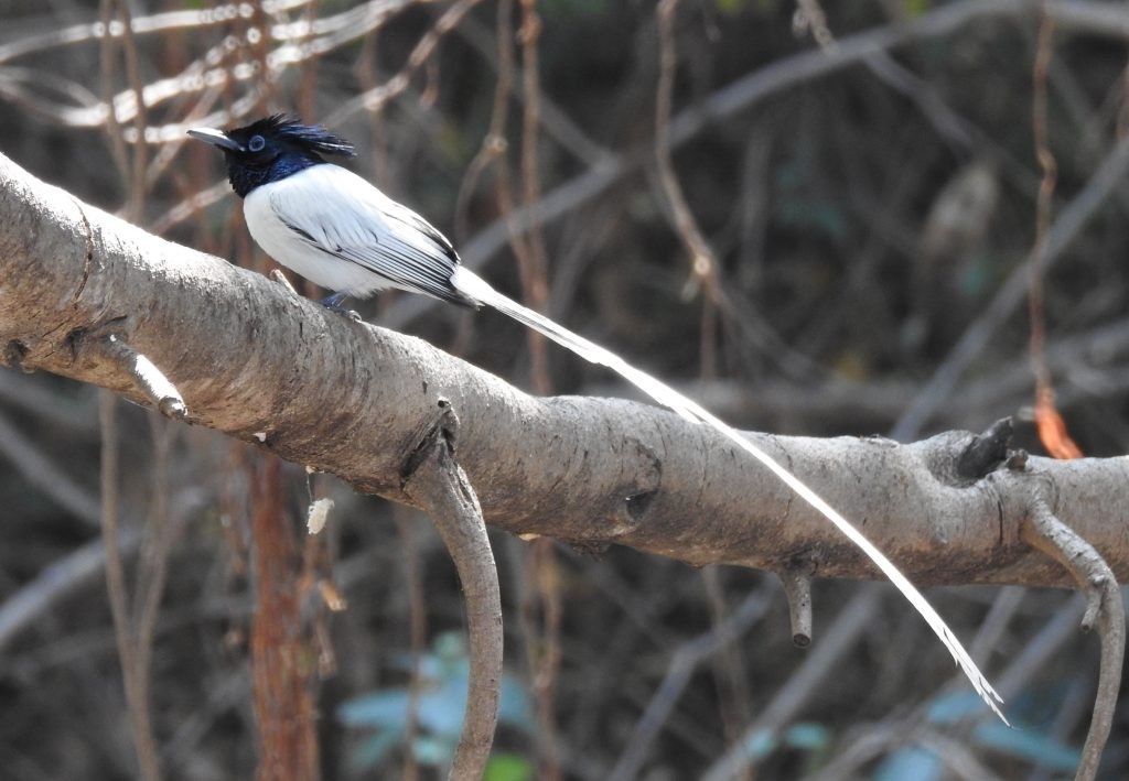 Why Anuvavi Temple? - Kovai Birders