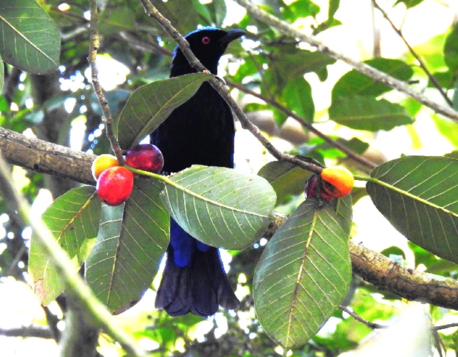 The Tree of Life and our Sixth Sense - Kovai Birders