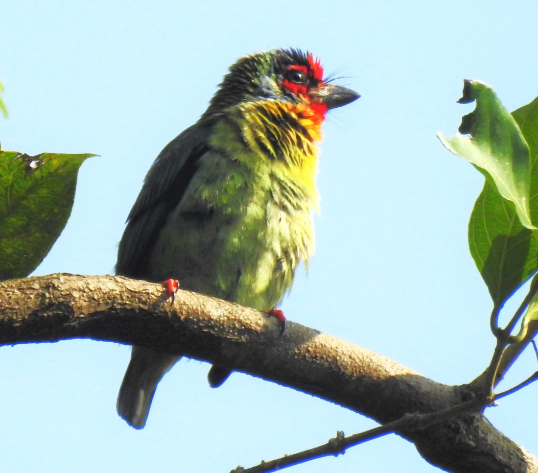The Tree of Life and our Sixth Sense - Kovai Birders